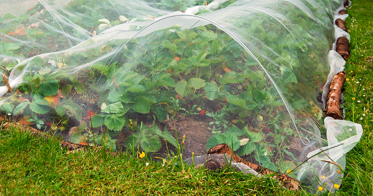 Filet anti insectes : protégez vos cultures efficacement - Direct-Filet ...
